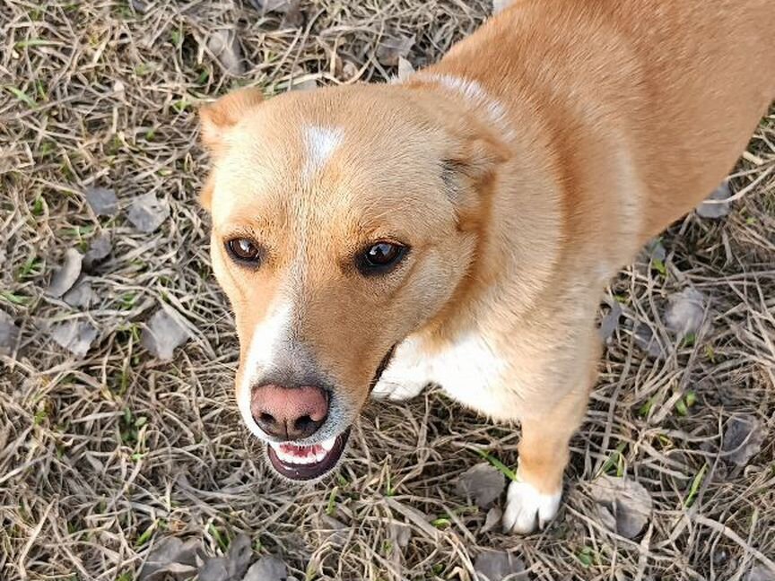 Брошенные щенки ищут новый дом