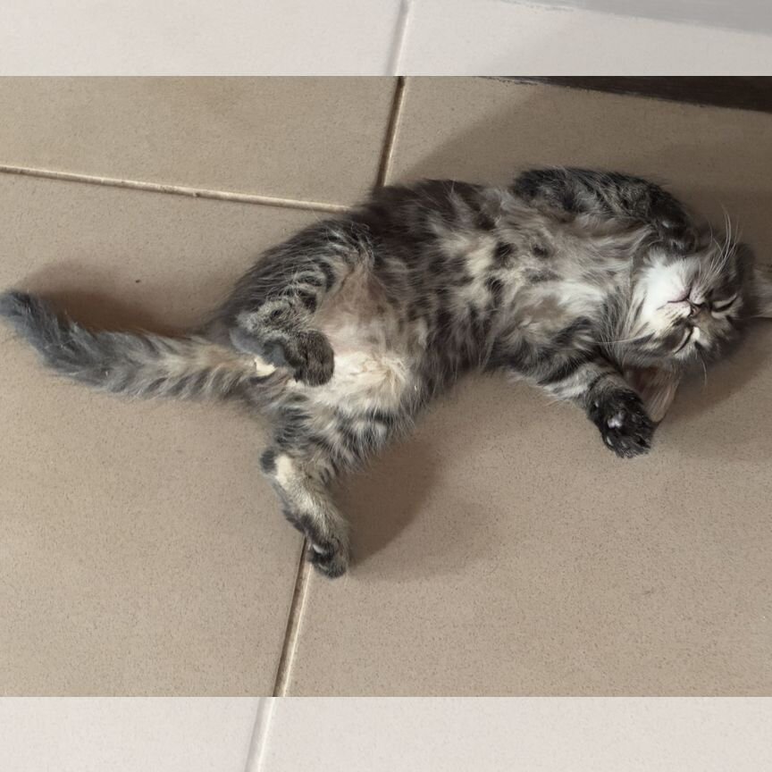 Котёнок в добрые руки