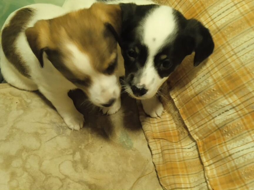 Собака в добрые руки отдам бесплатно. Две девочки