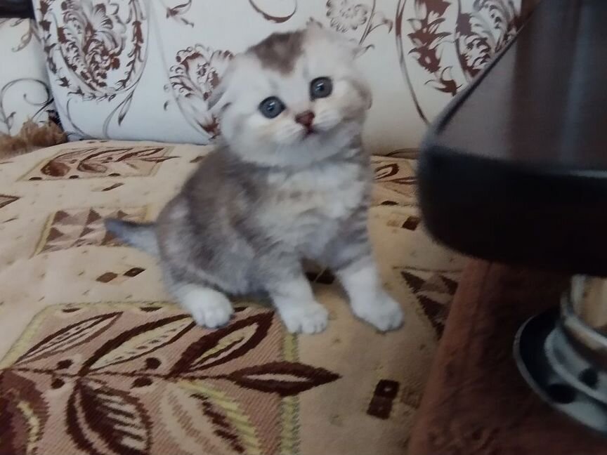 Кошечка шотландская вислоухая