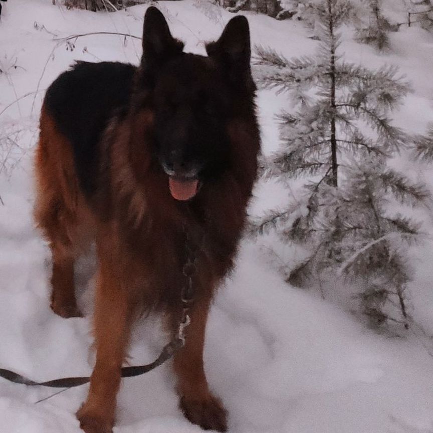 Немецкая овчарка, вязка