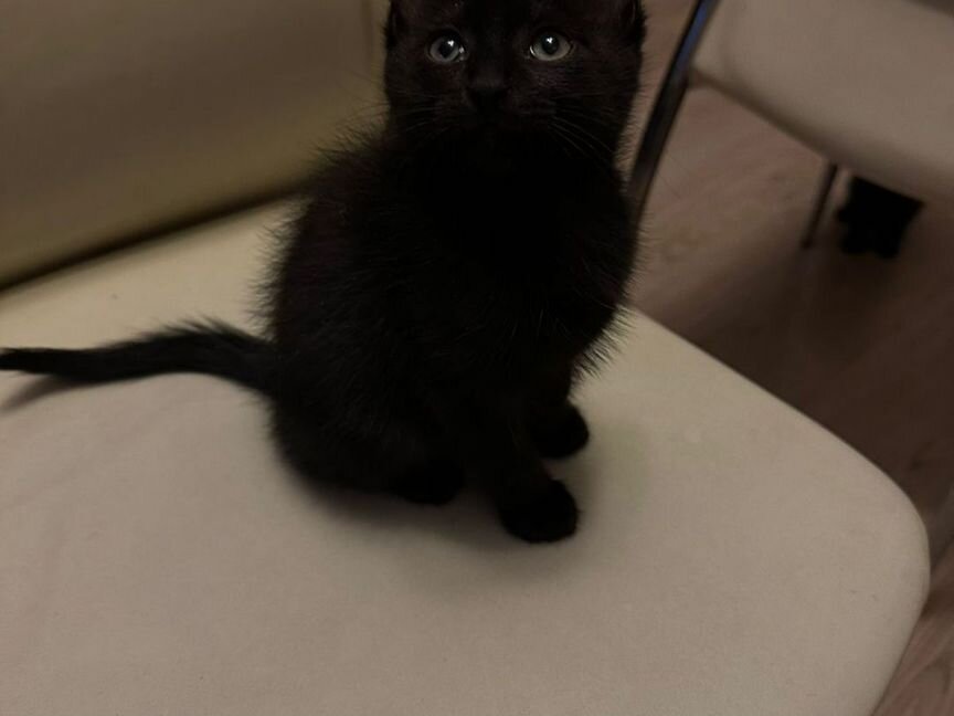 Котенок в добрые руки