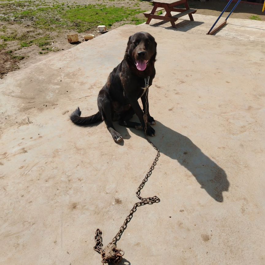 Отдам в добрые руки