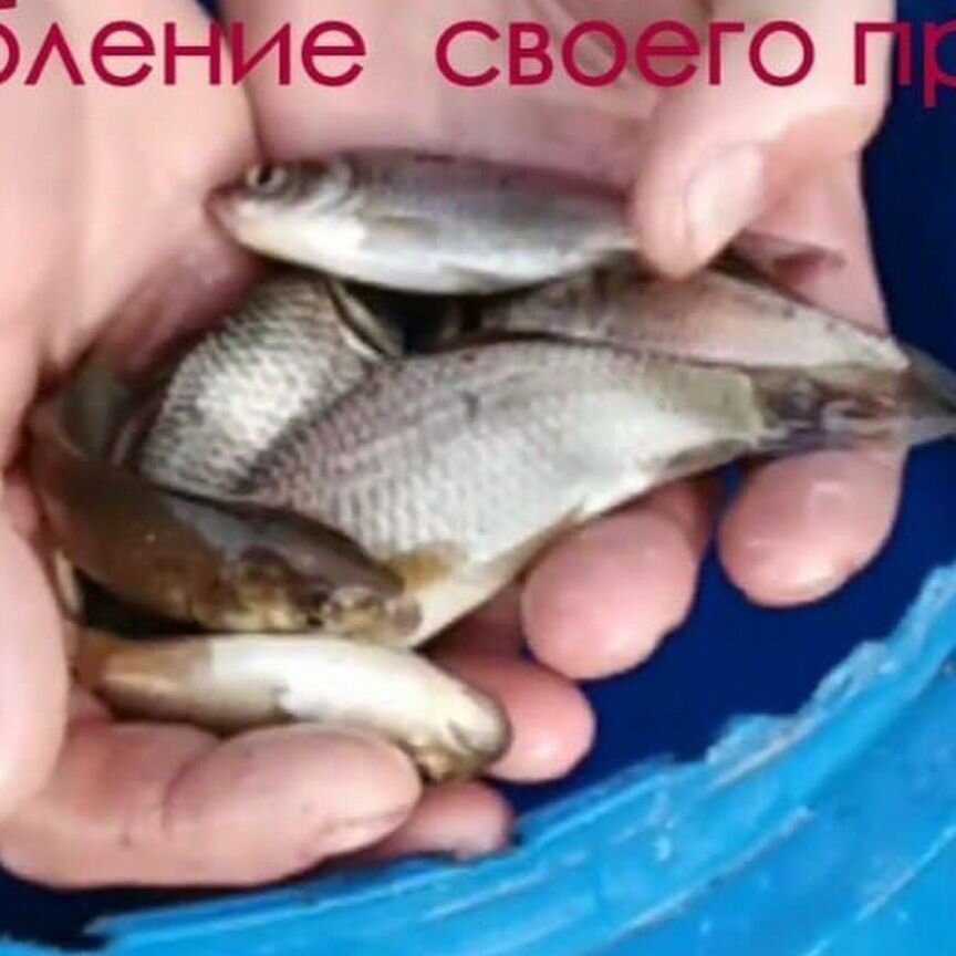 Живая рыба для пруда