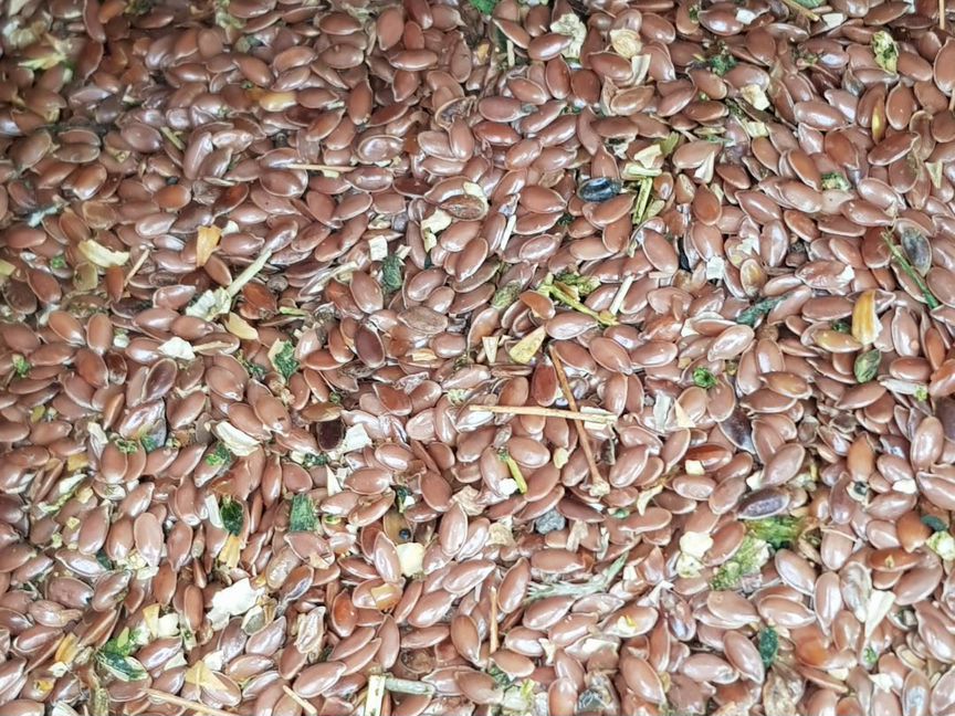 Лен коричневый масличный оптом