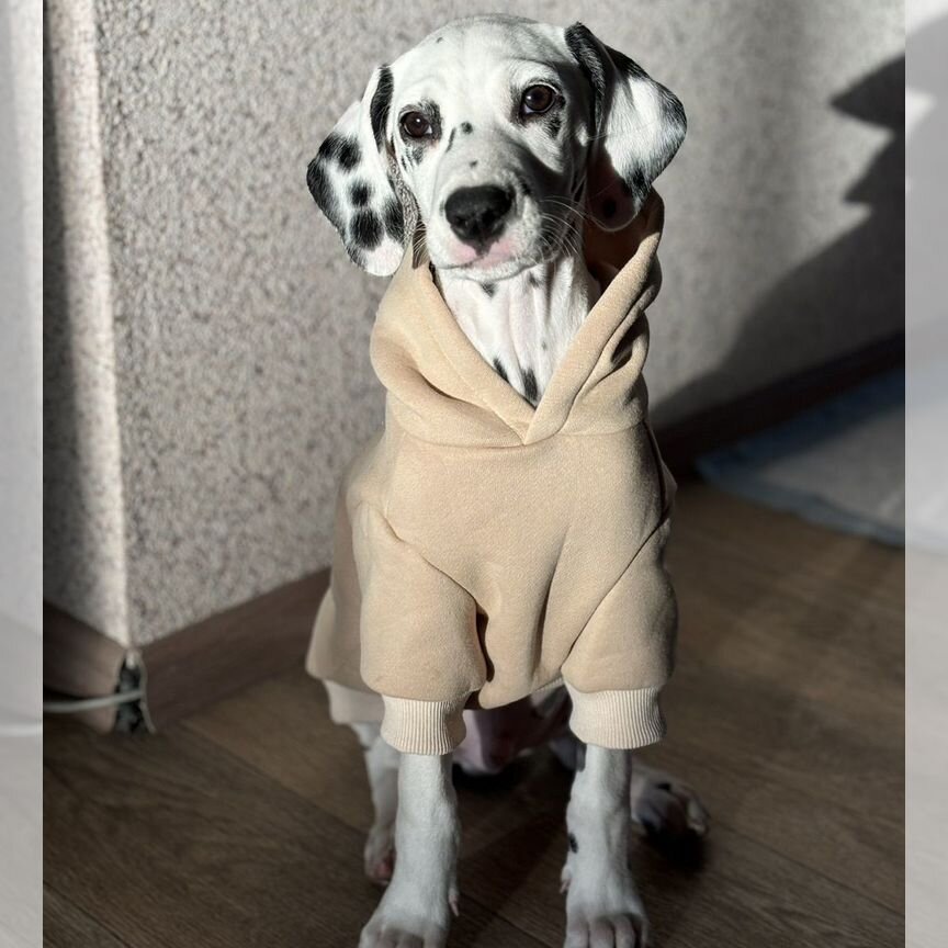 Щенки долматинца
