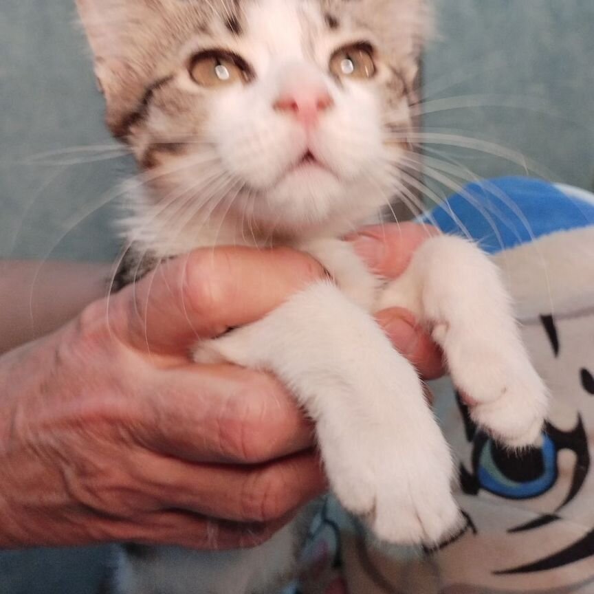 Котенок малыш