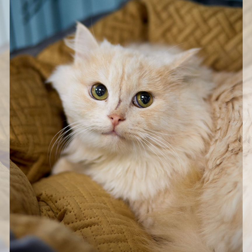 Взрослый кот в добрые руки