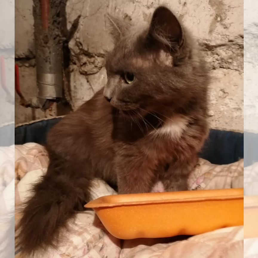 Котёнок в добрые руки