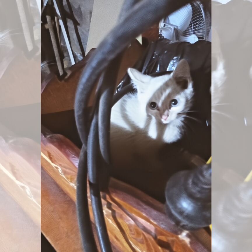 Котёнок в добрые руки