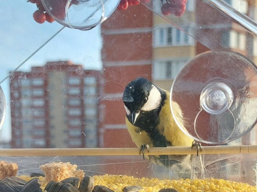 Кормушка для птиц на присосках