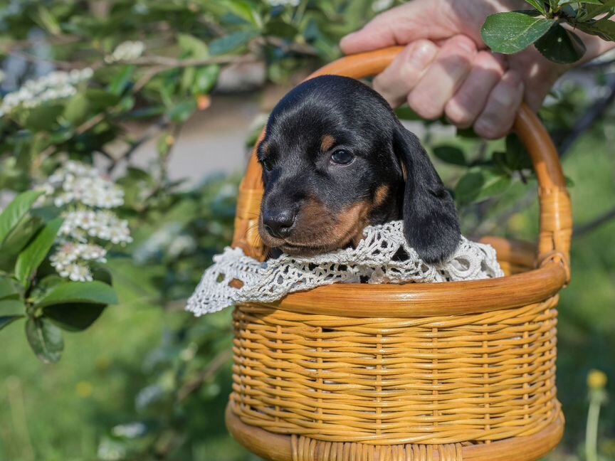 Такса с документами