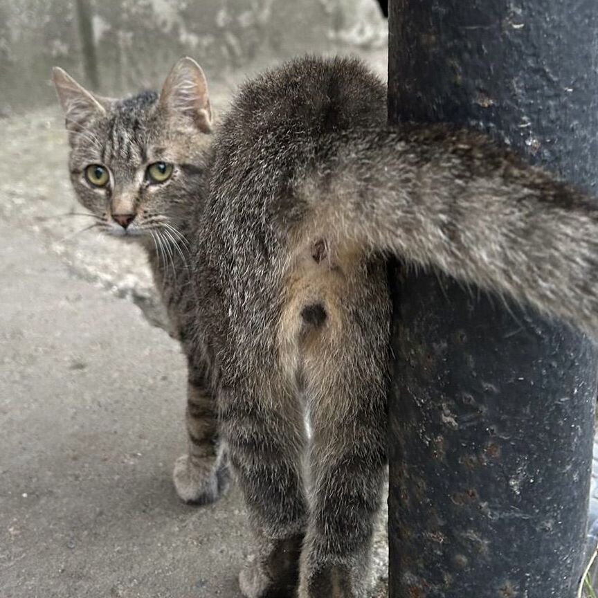 Котенок