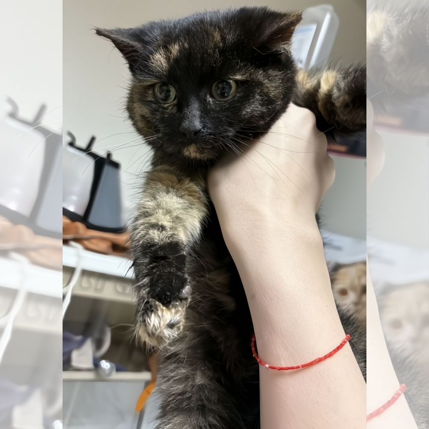 Котёнок в добрые руки