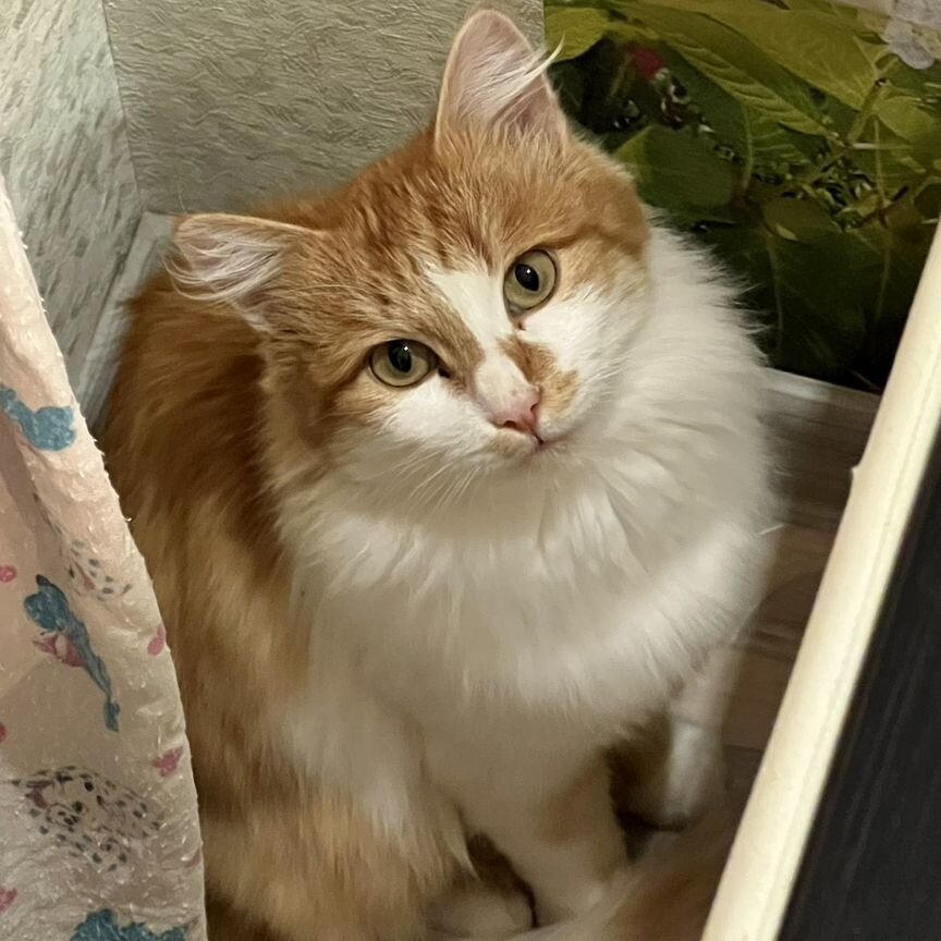 Кошка мышеловка отдам в хороший руки