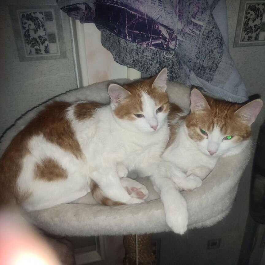 Мальчик и девочка 6 месяцев