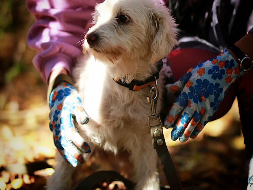 Маленький Зайчик в поисках дома