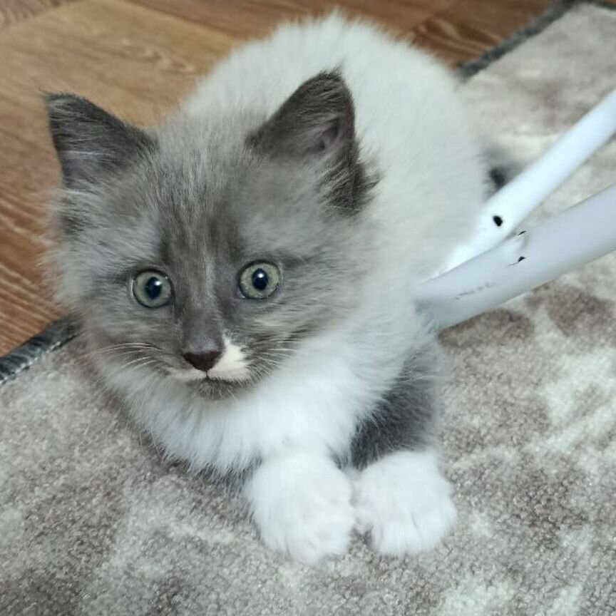 Мейн-кун котёнок