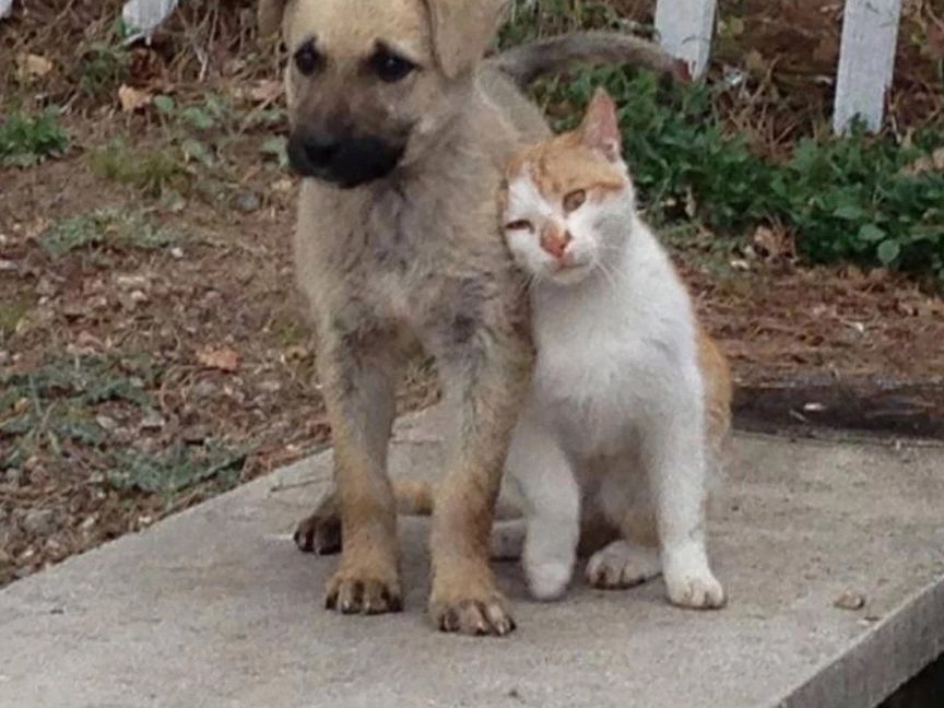 Кошки,Щенки