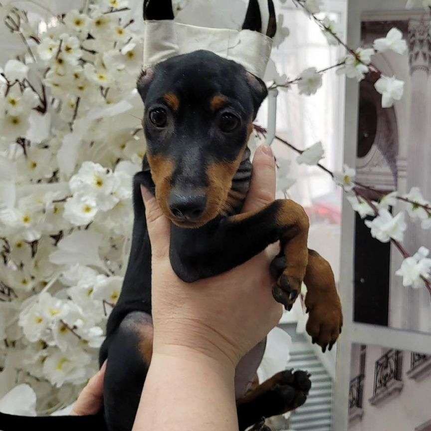 Цвергпинчер, щенок