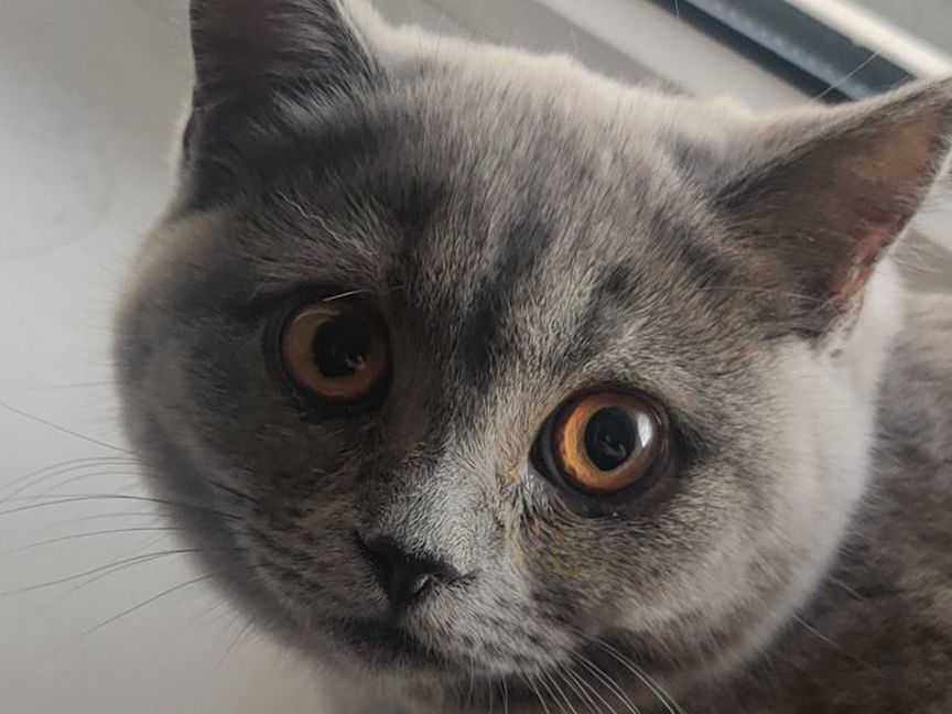 Котенок британской кошки (Британец)