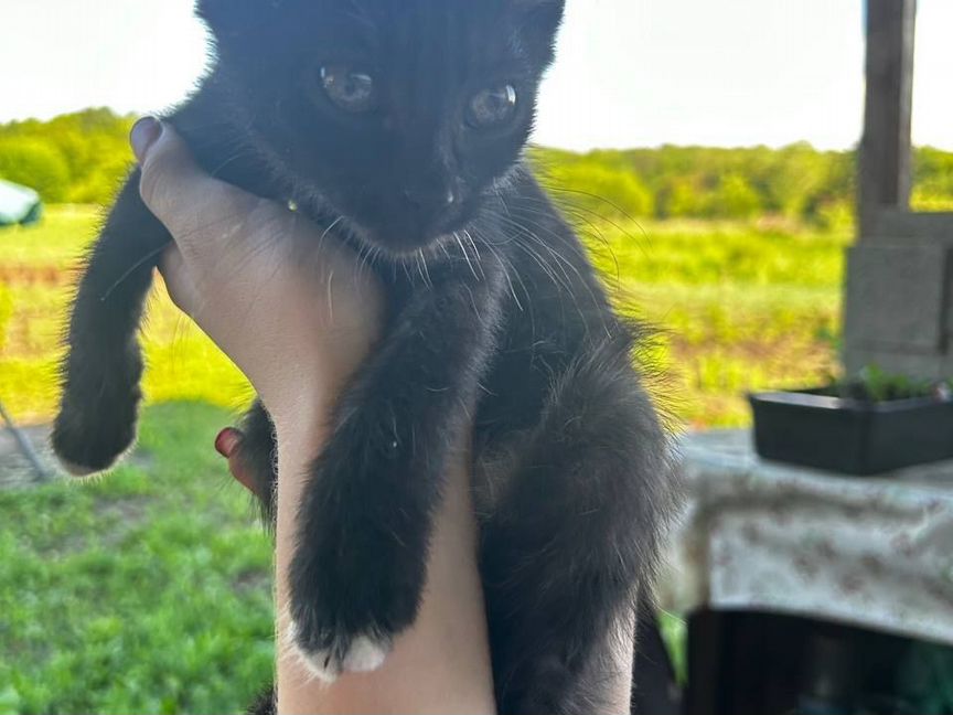 Кошки