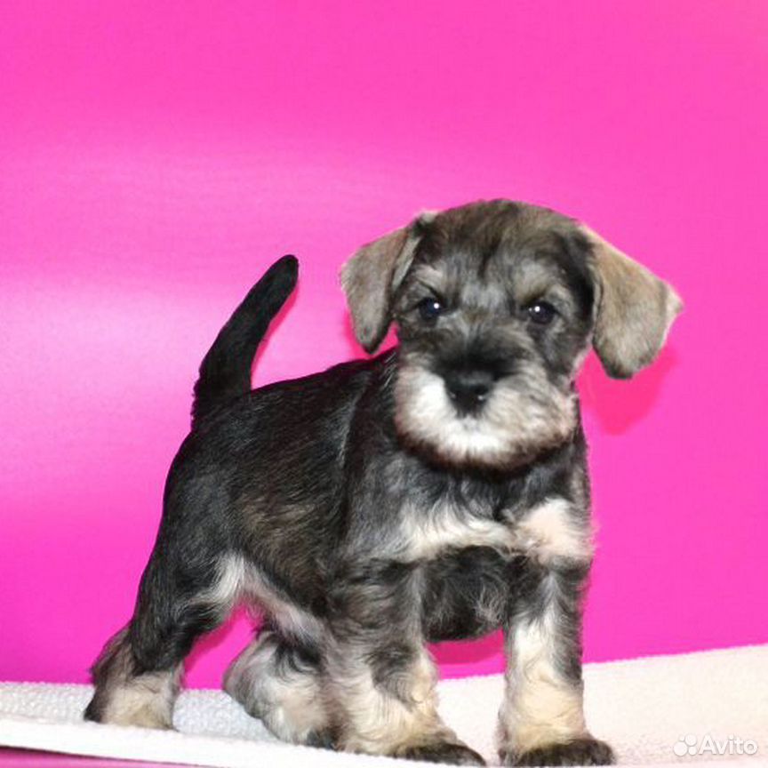 Щенки цвергшнауцера перец с солью