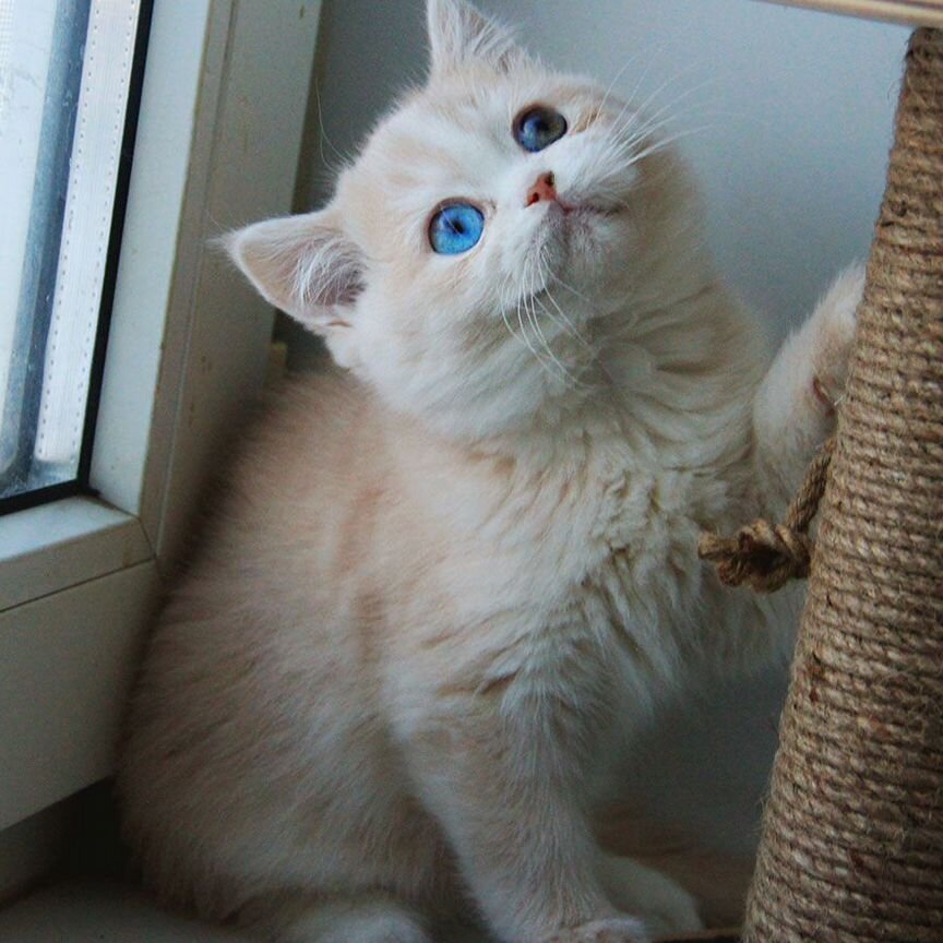 Британский короткошёрстный котёнок