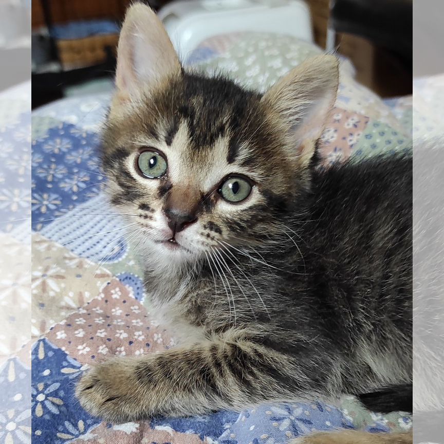 Котёнок в добрые руки