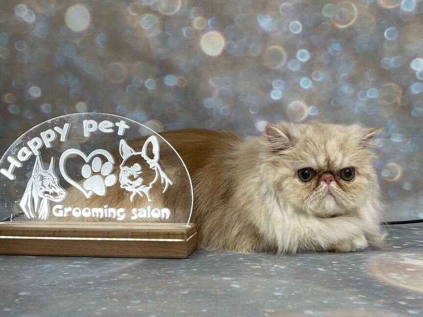 Персидская экстремальный экзот