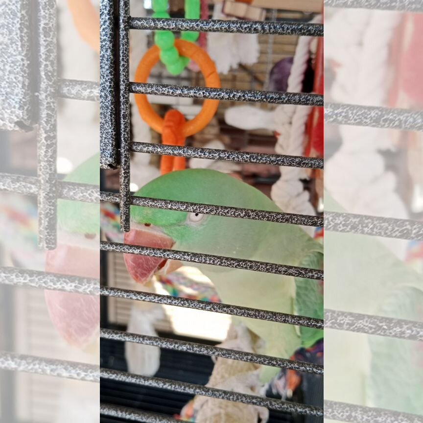 Попугай Александрийский девочка зовут Гоша