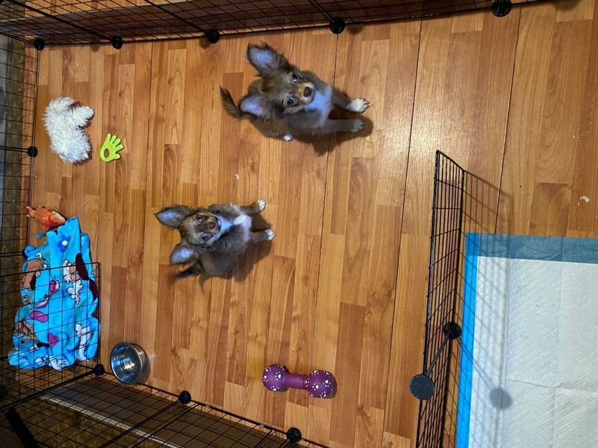 Кукольные собачки самой мелкой породы чихуахуа