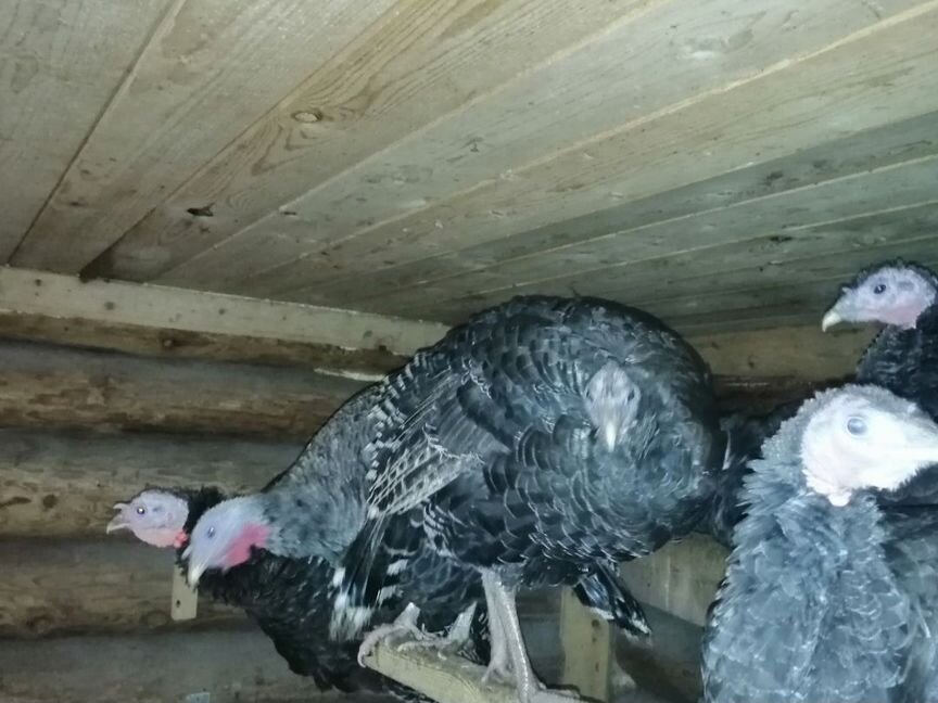 Индюки, племенные (Кавказская бронза)