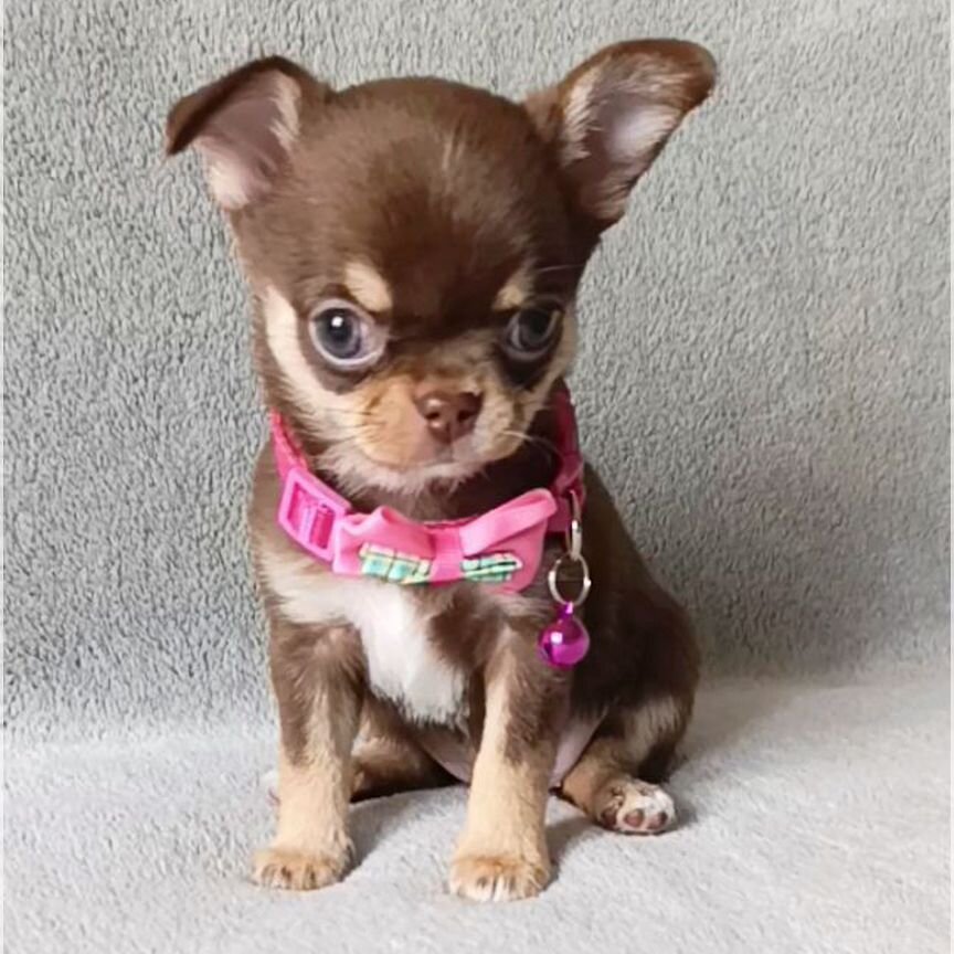 Чихуахуа, щенок