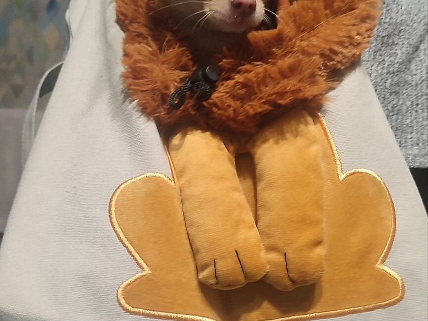 Чихуахуа мини девочка