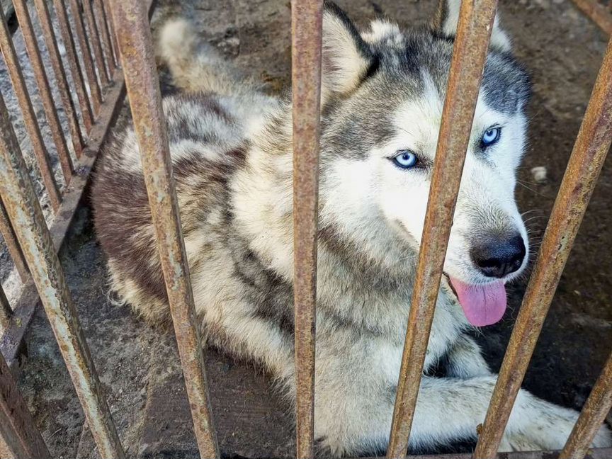 Взрослая хаска