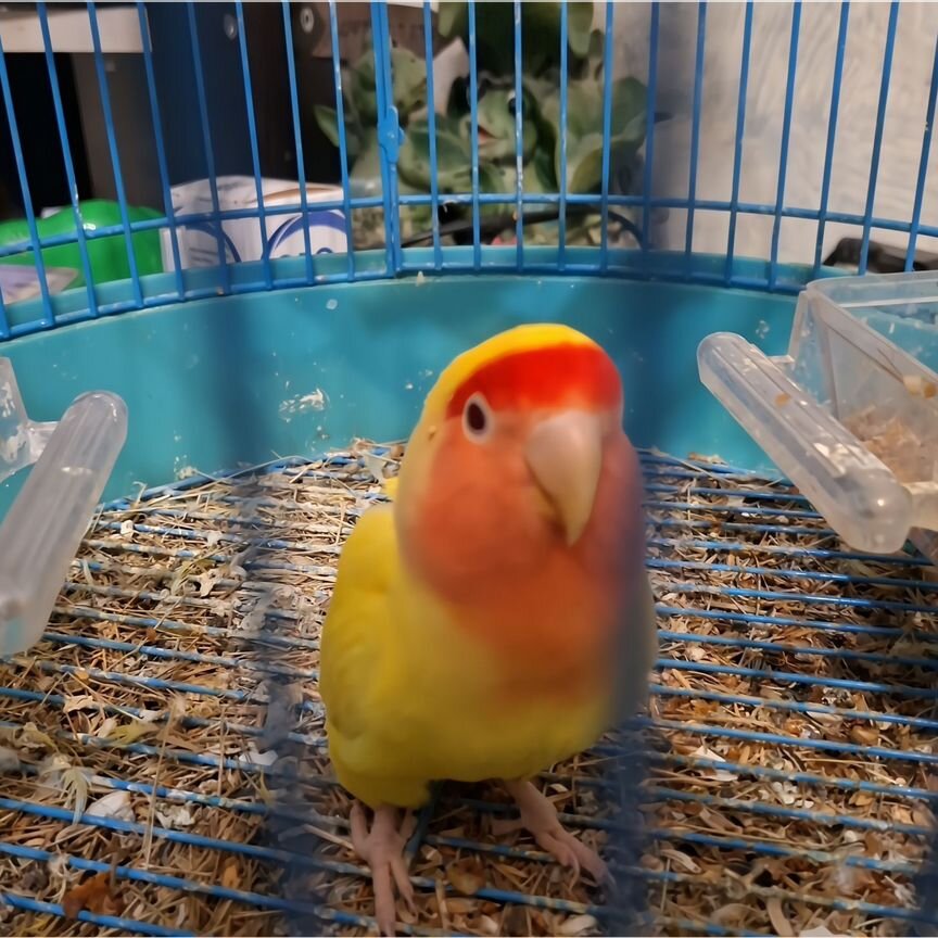 Попугай неразлучники с клеткой не ручные