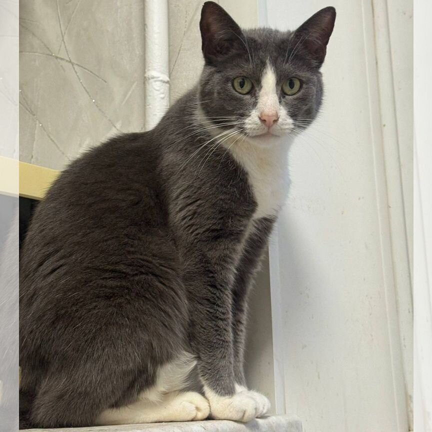 Взрослый кот в добрые руки