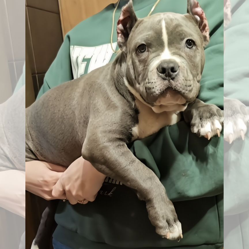 Американский стаффордширский терьер, щенок