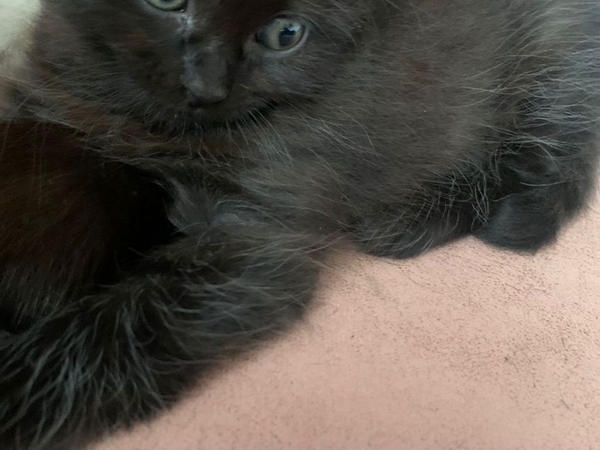 Котята от прекрасной доброй домашней кошки