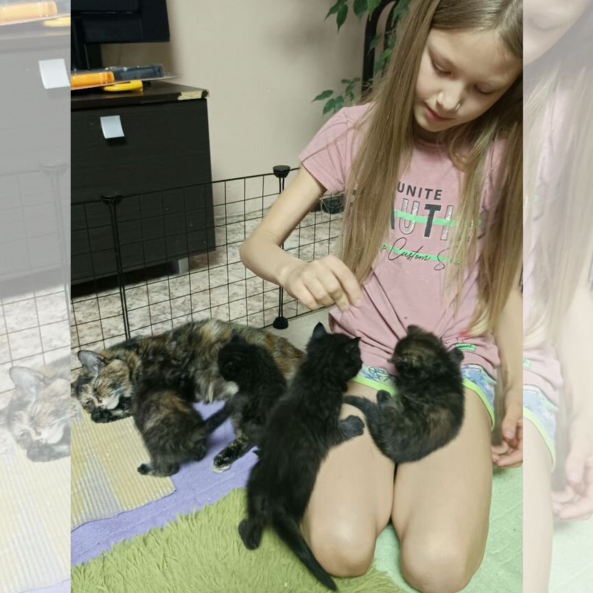 Котёнок в добрые руки