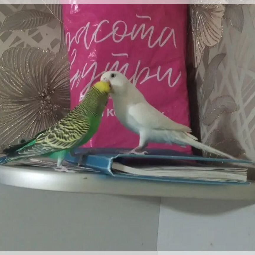 Волнистый попугай парочка