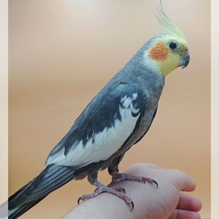 Мальчик корелл