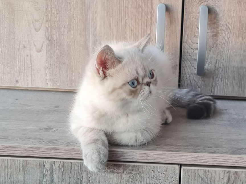 Экзот котенок