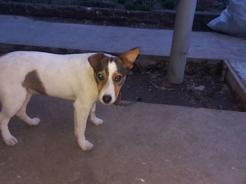 Собака в добрые руки отдам бесплатно