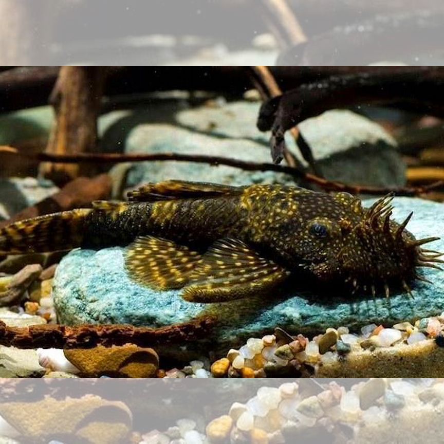 Мальки сомов анциструс