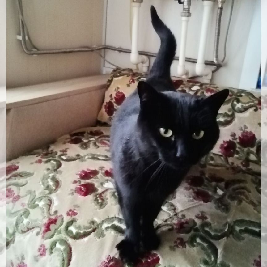 Европейская короткошёрстная, взрослая кошка