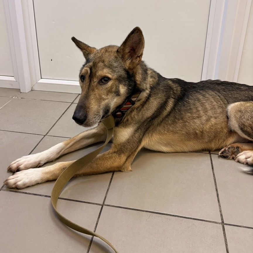 Взрослая собака в добрые руки