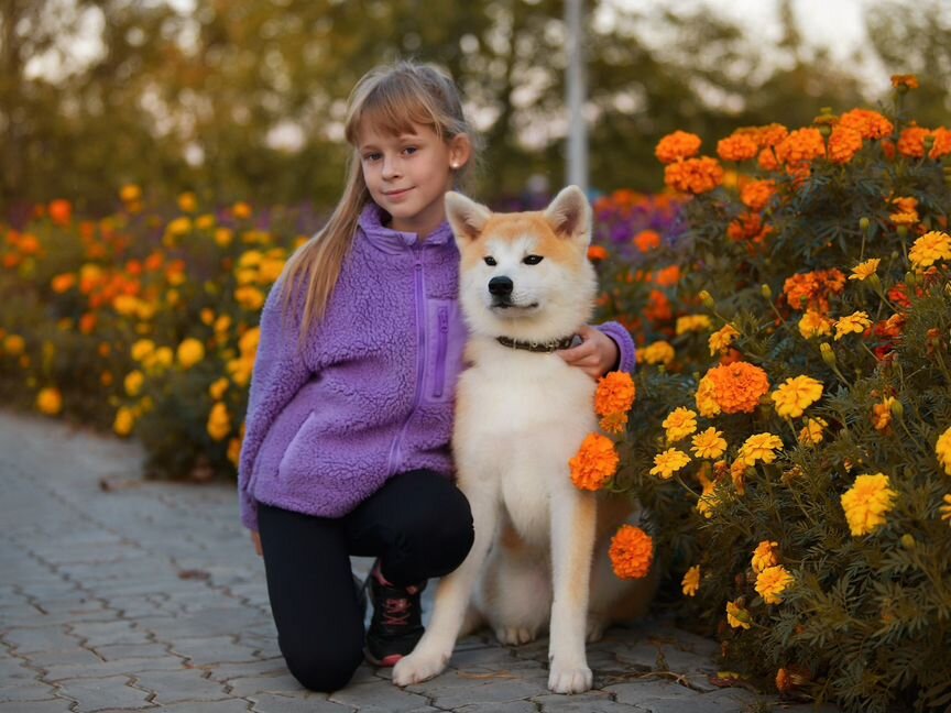 Щенок Акита Ину