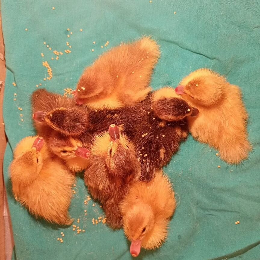 Индоутята суточные